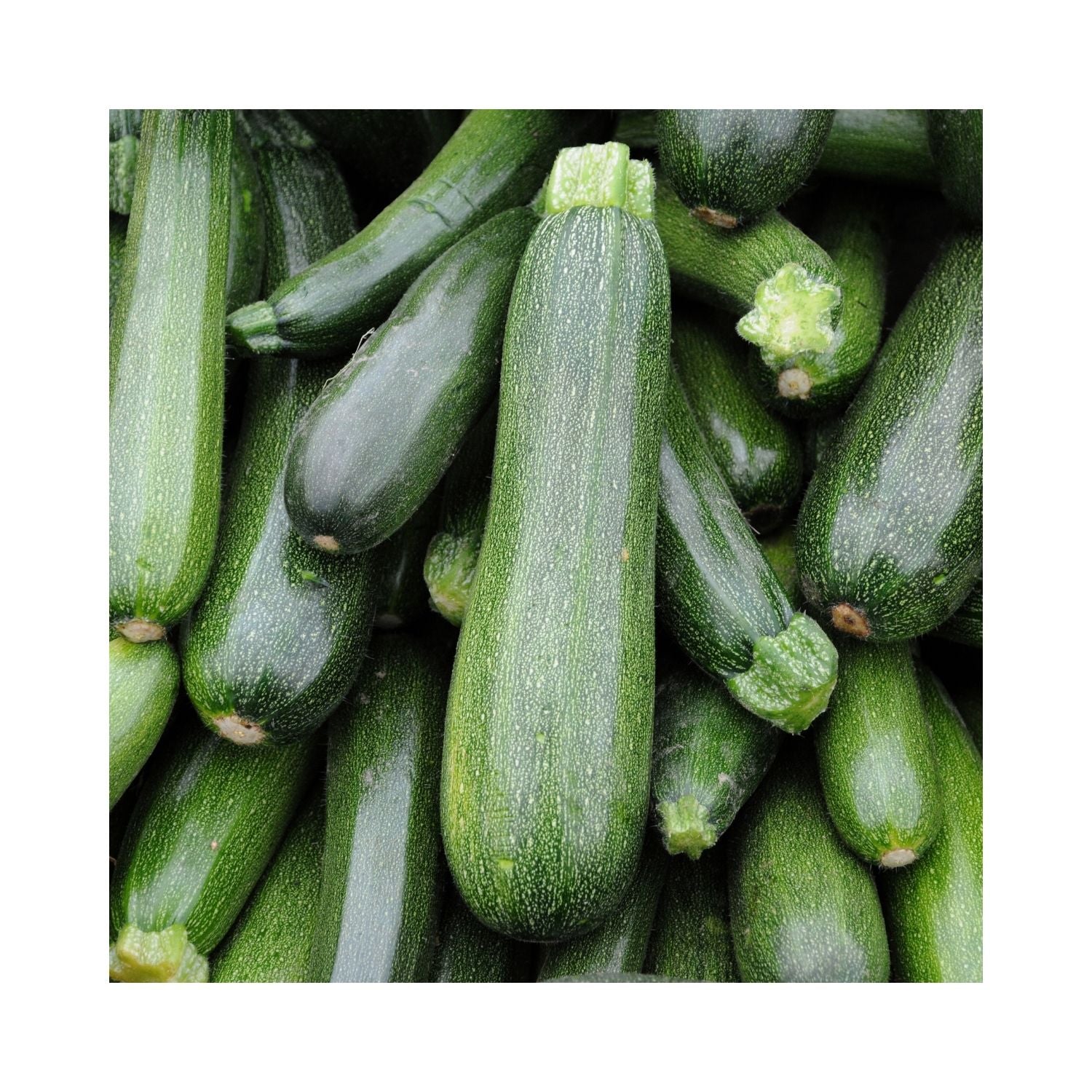 COURGE ZUCCHINI VERT